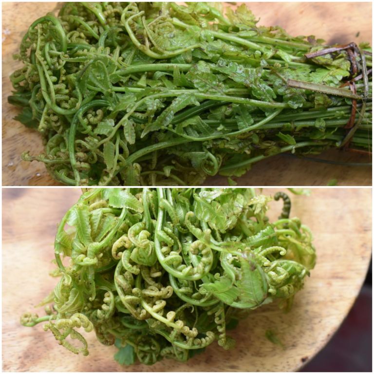 Dheki shaak…savouring the wild greens – FOODIESTREASURE